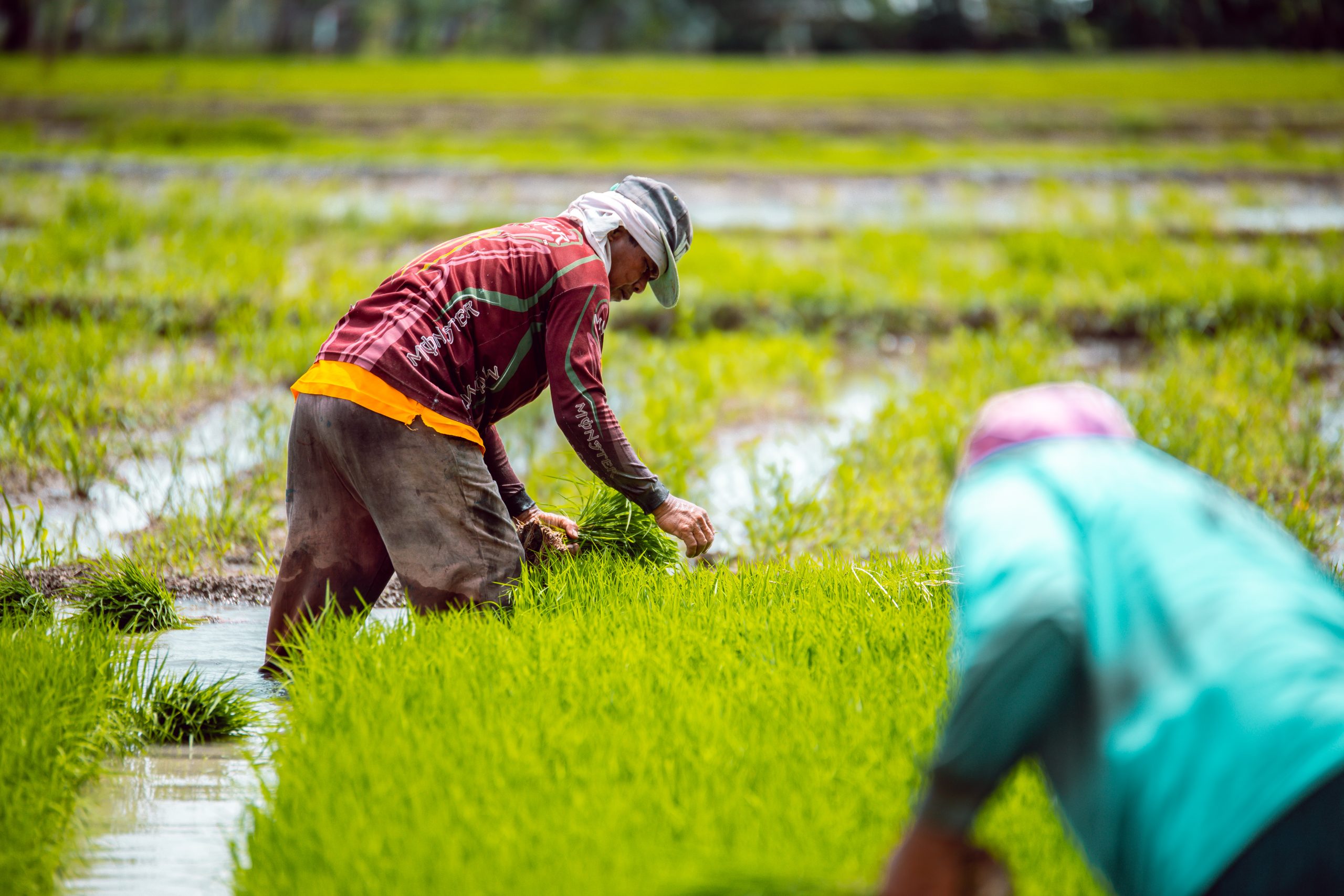 Taking The First Steps Towards An Asean Food Security Alliance – Go ...